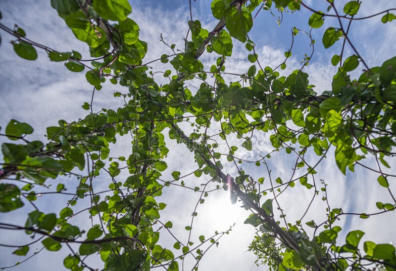 Basella alba stock photo. Image of leaves, vegetarian - 237549006