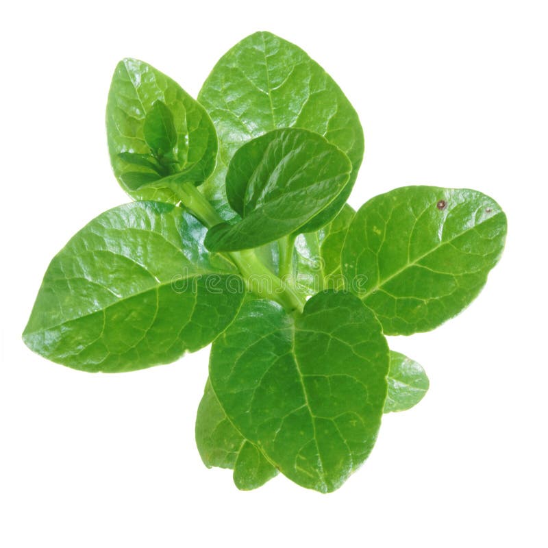 Basella Alba Malabar Spinach Isolated on White Background Stock Image ...