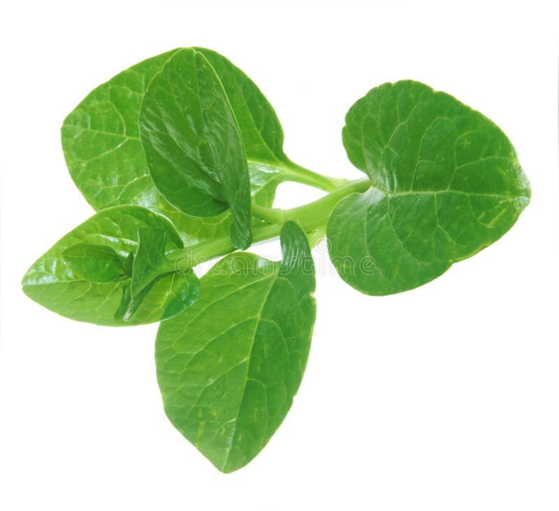 Basella Alba Malabar Spinach Isolated on White Background Stock Image ...