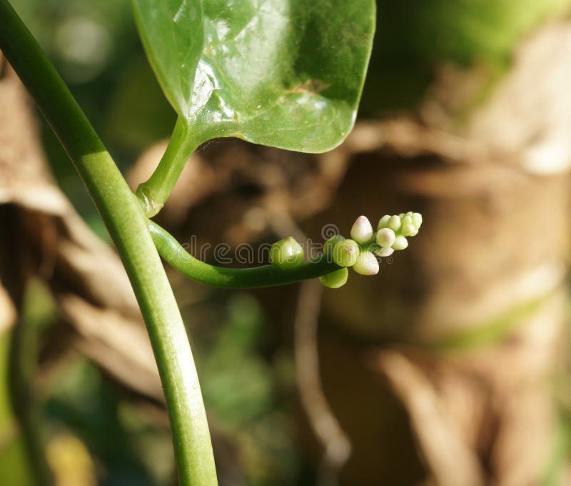 Malabar spinach flowers stock photo. Image of flower - 264310332