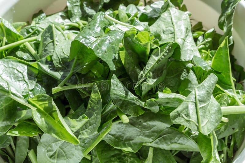 Basella alba stock image. Image of light, basellaceae - 75541455