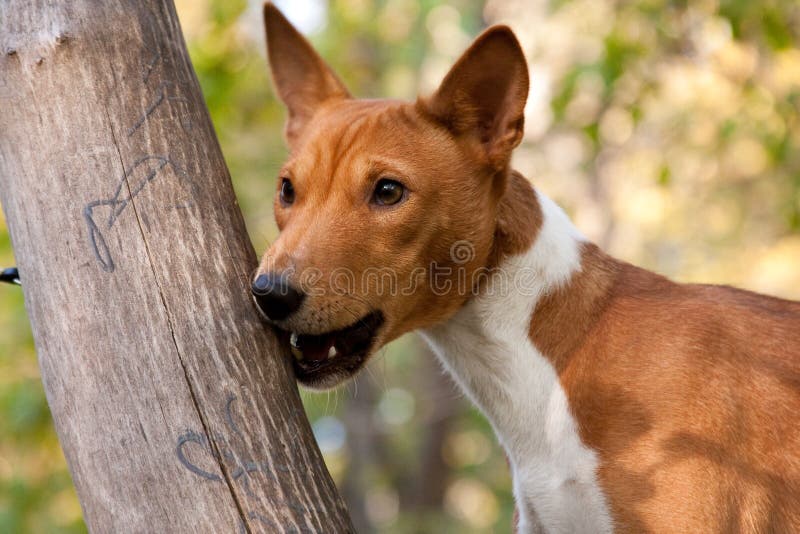 Basenji_1 stock photo. Image of tree, terrier, rare, kongo - 20669720