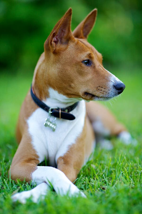 Basenji hunting dog stock image. Image of athletic, affectionate - 10652765
