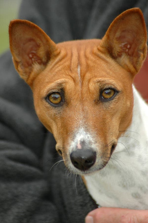 732 Basenji Face Stock Photos - Free & Royalty-Free Stock Photos from ...