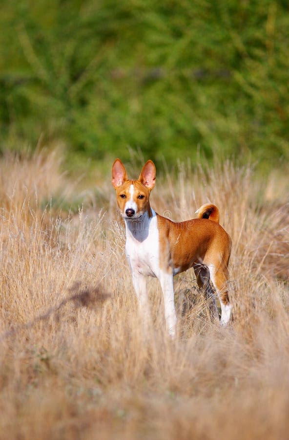 Basenji stock image. Image of sweet, nature, freedom, basenji - 2810441