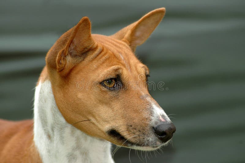 Basenji stock image. Image of gazing, animals, outdoor - 6082909