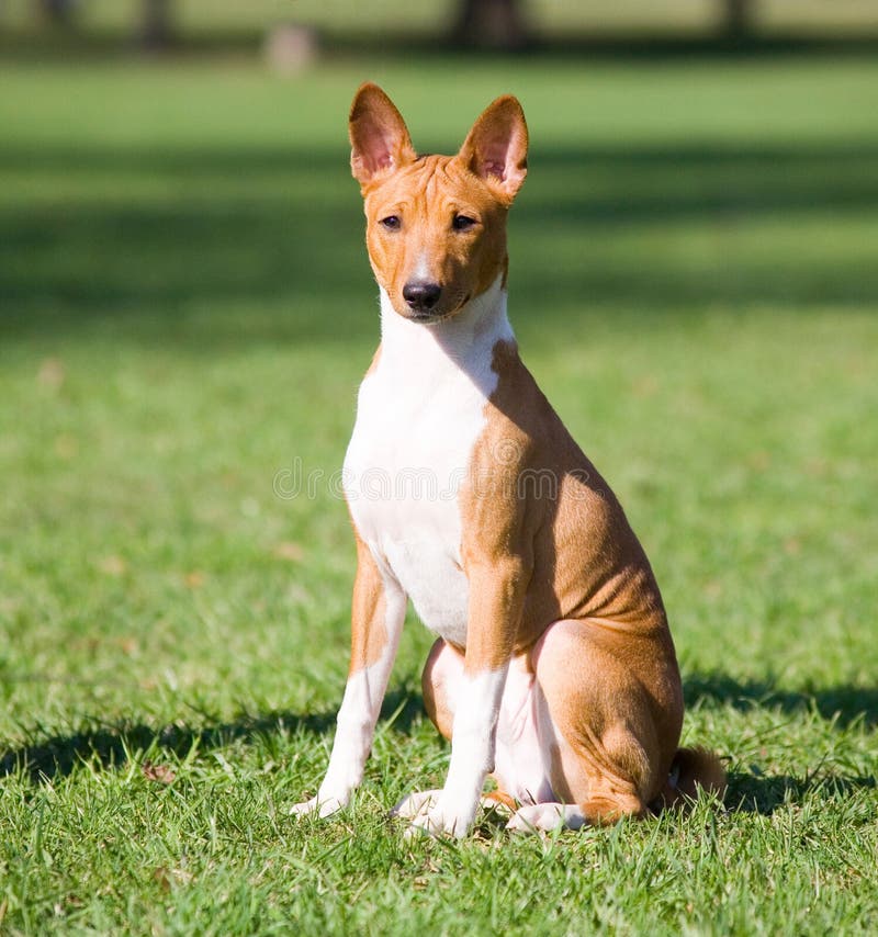 Basenji stock photo. Image of portrait, outdoors, focus - 16832804
