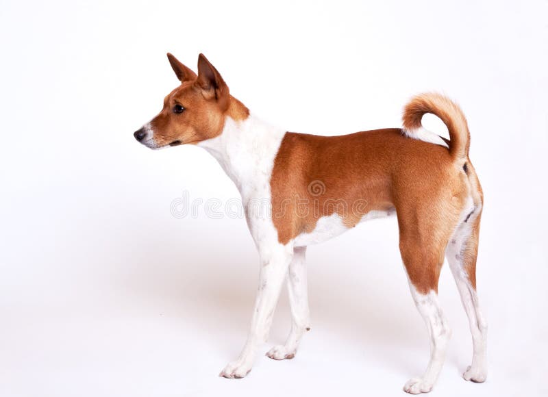 Basenji Head stock photo. Image of nose, short, pips, basenji - 824674