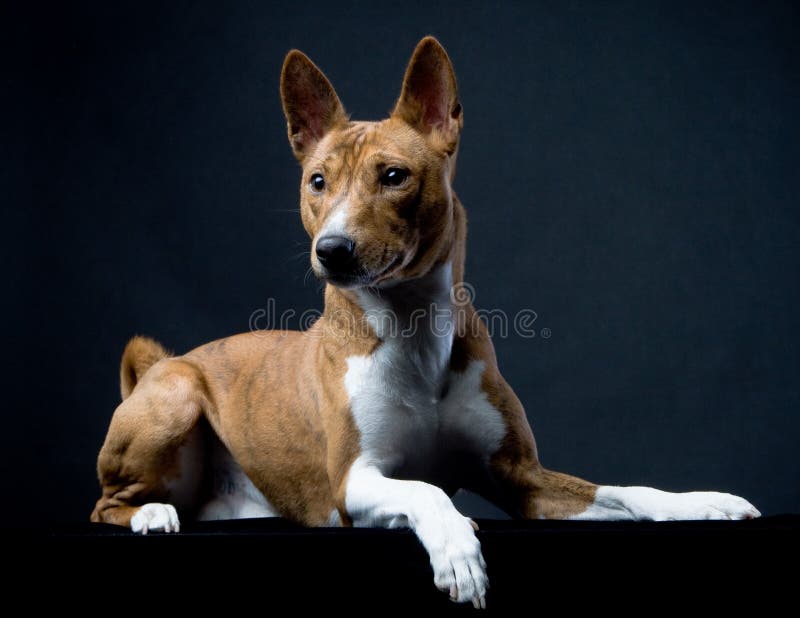 155 Brindle Basenji Stock Photos - Free & Royalty-Free Stock Photos ...