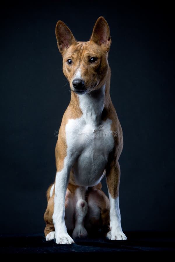 155 Brindle Basenji Stock Photos - Free & Royalty-Free Stock Photos ...
