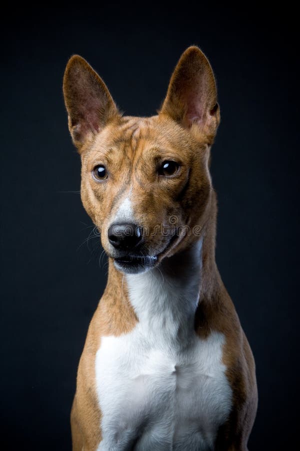148 Brindle Basenji Stock Photos - Free & Royalty-Free Stock Photos ...