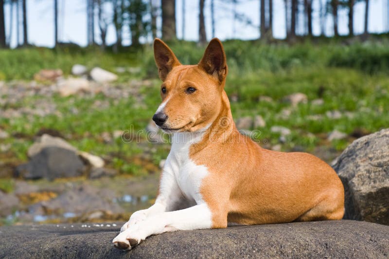 Basenji dog stock photo. Image of cute, faith, noses, funny - 6261904