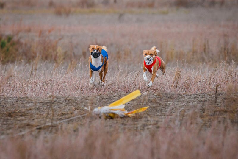 Basenji Dog Chasing Bait in a Field Stock Image - Image of color ...