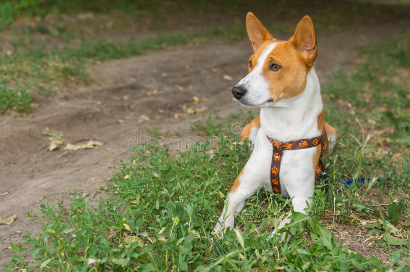 Basenji Dog Lying on the Ground Stock Photo - Image of breed, curious ...