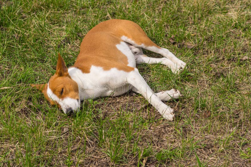 Basenji Dog Lying Ground Spring Garden Stock Photos - Free & Royalty ...