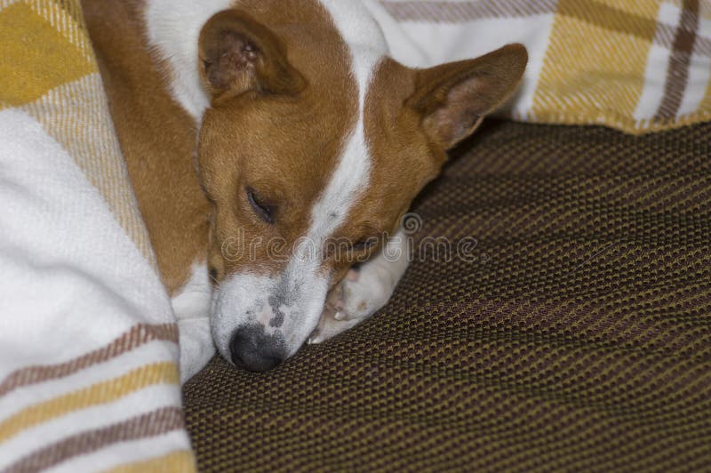 Basenji Dog Lying on Sofa Under Coverlet and Resting Stock Photo ...