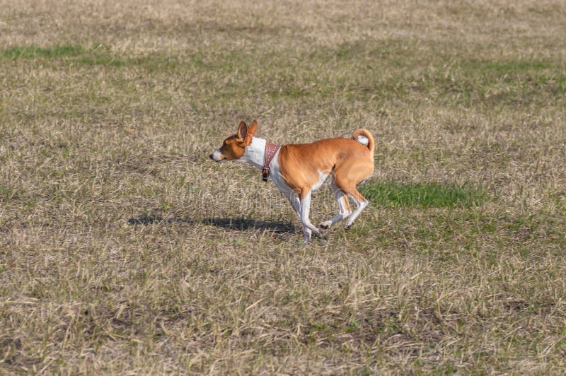 Basenji Dog Galloping in Spring Fields Stock Photo - Image of mature ...