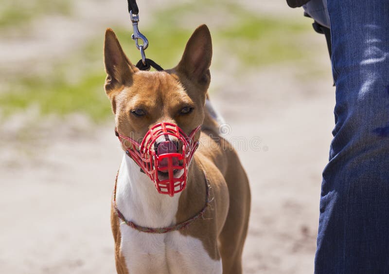 Basenji Dog in a Muzzle for Coursing. Stock Photo - Image of greyhound, excitement: 65648186