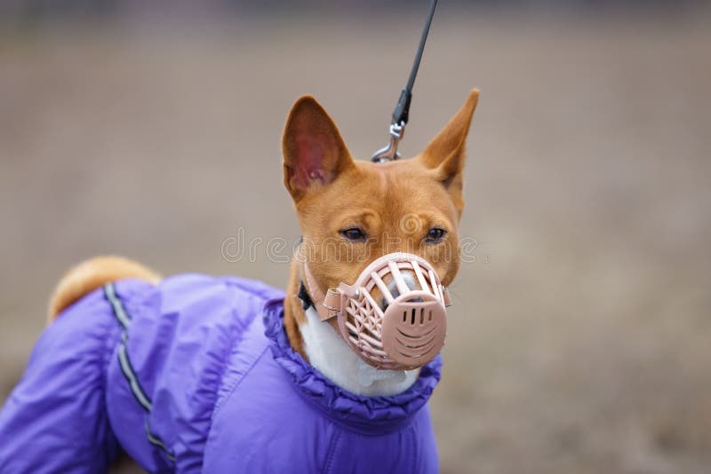 Basenji Dog Muzzle Coursing Early Spring Stock Photos - Free & Royalty ...