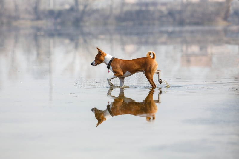 Basenji dog by the river stock image. Image of africa - 177262249