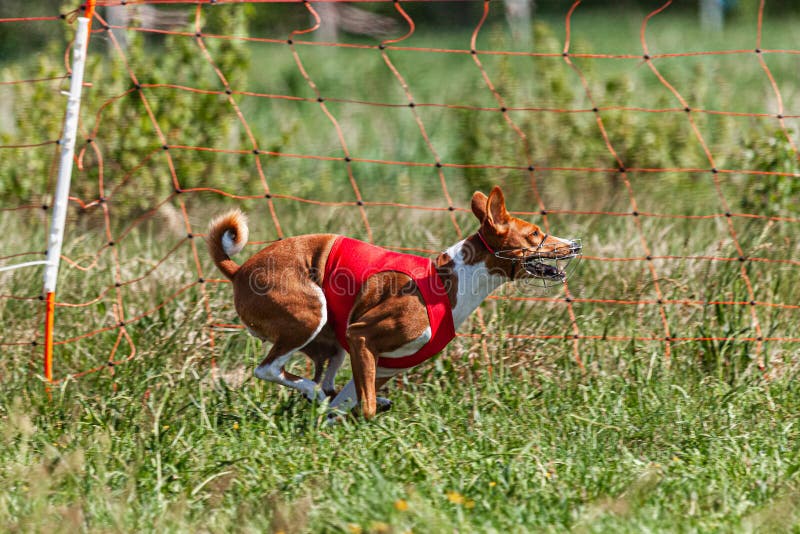 Basenji Dog Running in Red Jacket on Coursing Green Field at ...