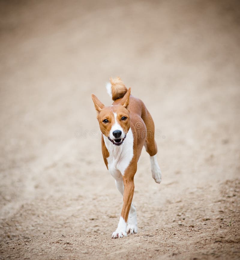 Basenji dog running stock photo. Image of smile, front - 69268018