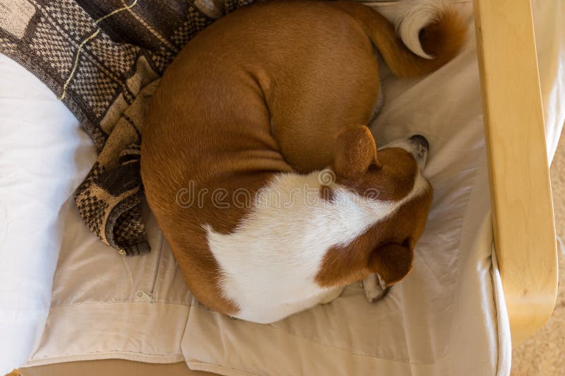 Sleeping man in a chair stock photo. Image of limp, jack - 13241974