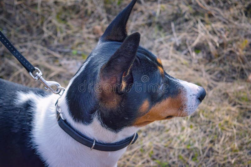 Basenji Dog for a Walk. Basenji Kongo Terrier Dog Stock Image - Image ...