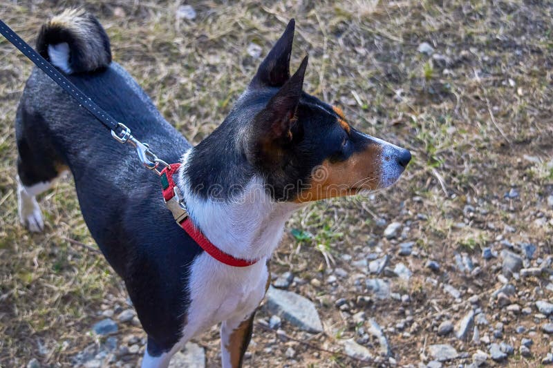 Basenji Dog for a Walk. Basenji Kongo Terrier Dog. Stock Image - Image ...