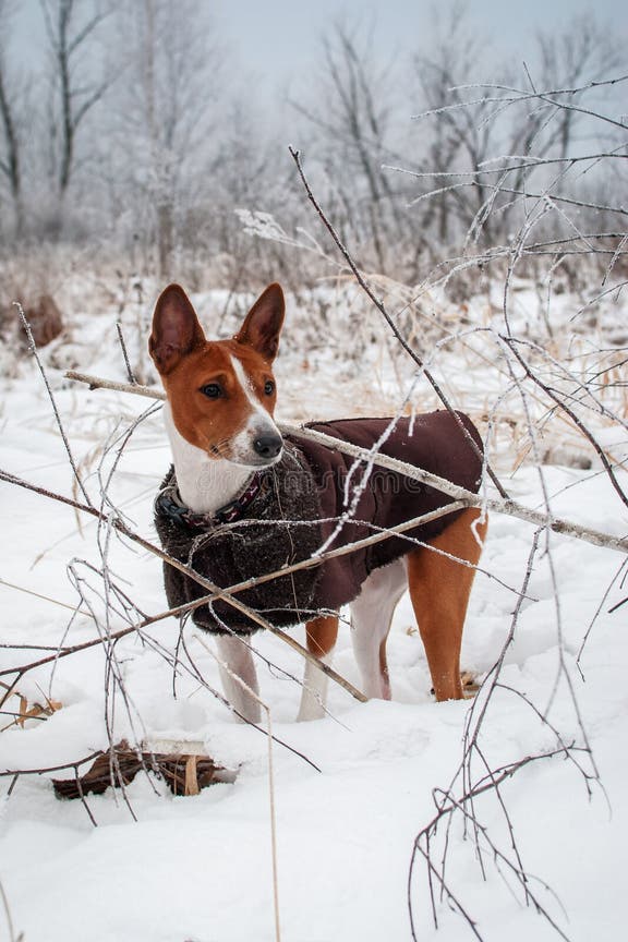 Basenji Dog. Walk Winter Forest Stock Photo - Image of forces, animals ...