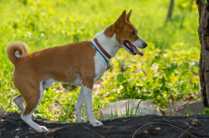 Basenji with Cross-breed of Hunting and Northern Dogs Standing on a ...