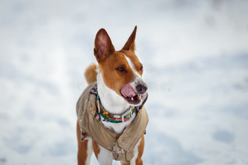 Basenji Dog Walking in Winter Forest Stock Image - Image of basenji ...