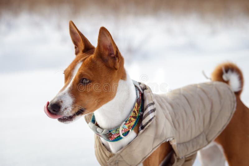 Basenji Dog Walking in Winter Forest Stock Image - Image of grass ...