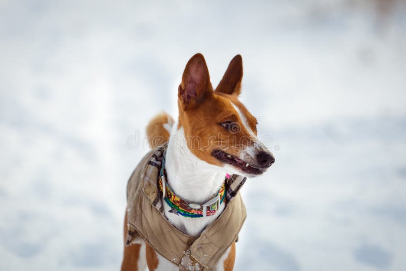 Basenji Dog Walking in Winter Forest Stock Photo - Image of african ...