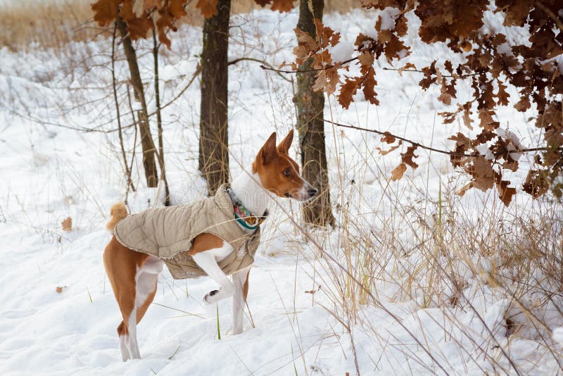 Basenji Dog Walking in Winter Forest Stock Photo - Image of scenics ...