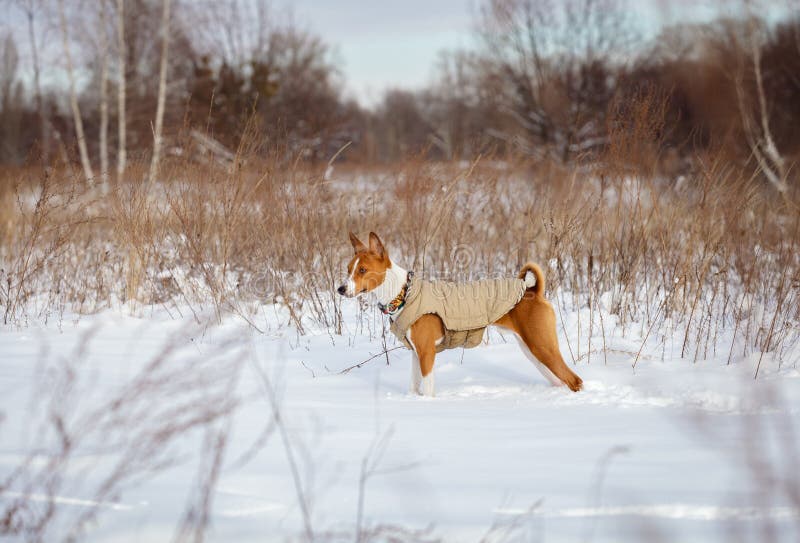 Basenji Dog Walking in Winter Forest Stock Image - Image of basenji ...