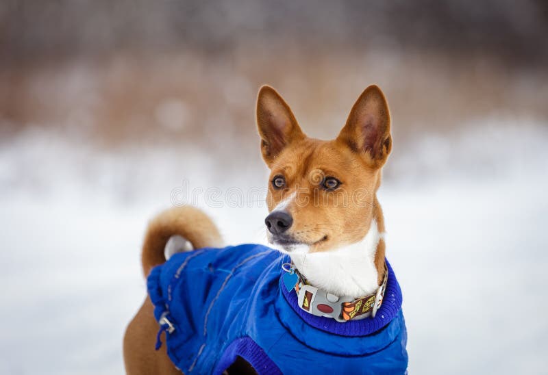 Basenji Dog Walking in Winter Forest Stock Photo - Image of rural, love ...
