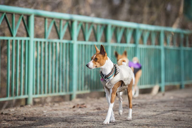 The Basenji Dog Walks in the Park Stock Image - Image of frost, clothes ...