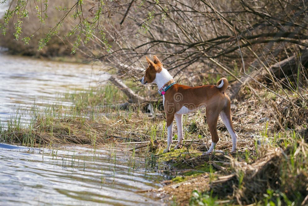 Basenji Dogs Walk in the Park. Spring Stock Image - Image of animals ...