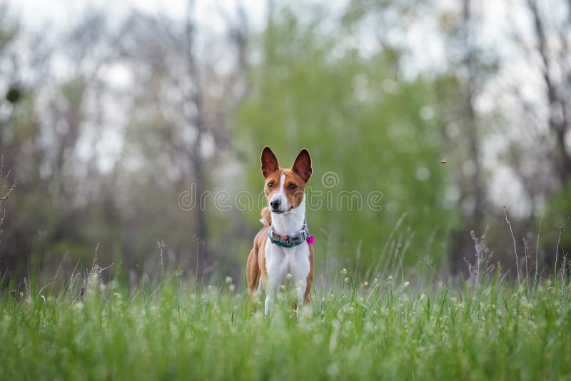 Basenji Dogs Walk in the Park. Spring Stock Image - Image of mature ...