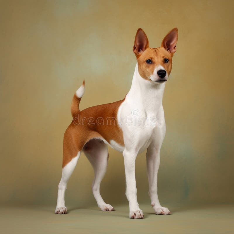 Basenji in Full Length, Photography, Studio Photo. AI Generated Stock ...