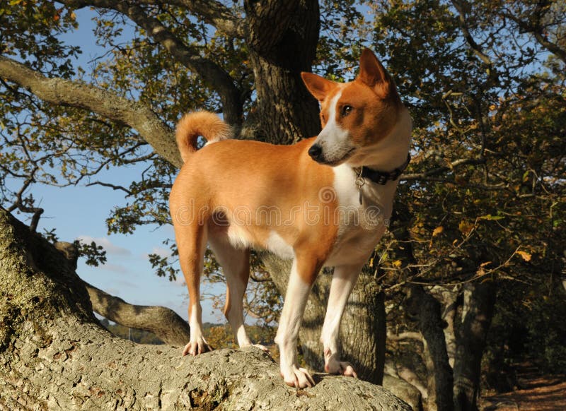 Basenji hunting dog stock photo. Image of animal, gaze - 21941200