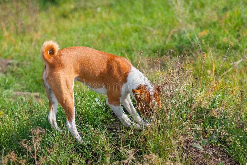 Basenji hunting dog stock image. Image of athletic, affectionate - 10652765