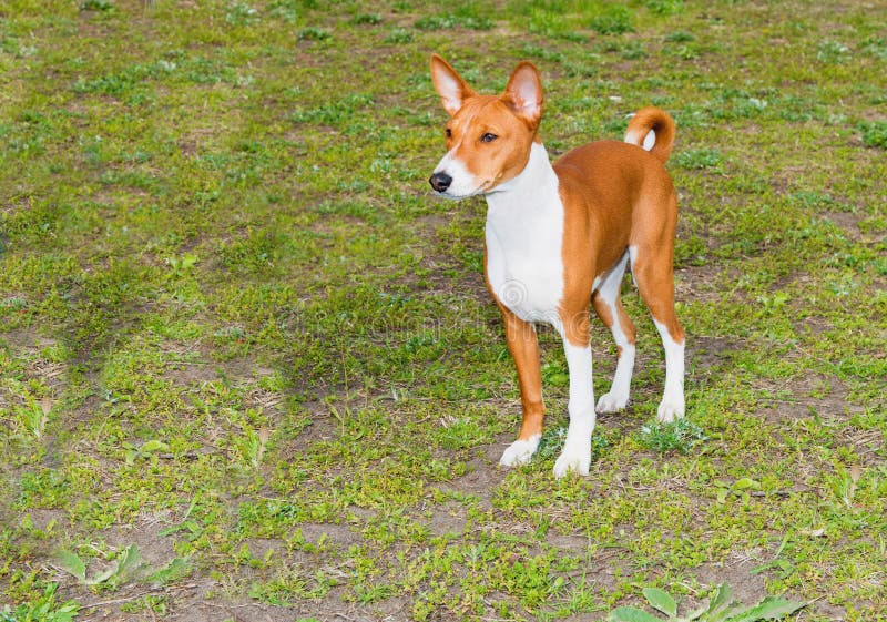 Basenji left side. stock photo. Image of stand, anatomy - 54224080
