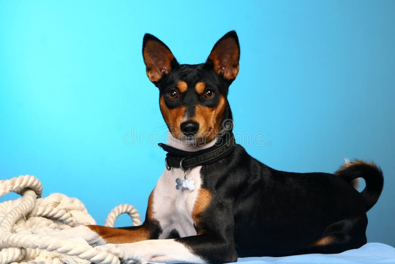 Basenji stock image. Image of puppy, young, animal, canine - 2177793