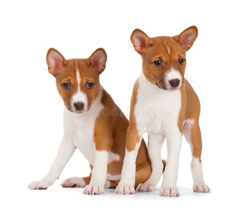 171 Tricolor Basenji Photos - Free & Royalty-Free Stock Photos from ...