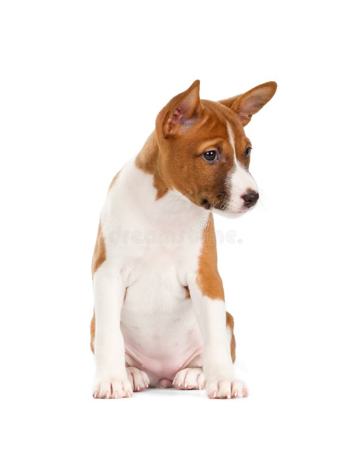 Basenji puppy stock image. Image of healthy, breed, cute - 67856747