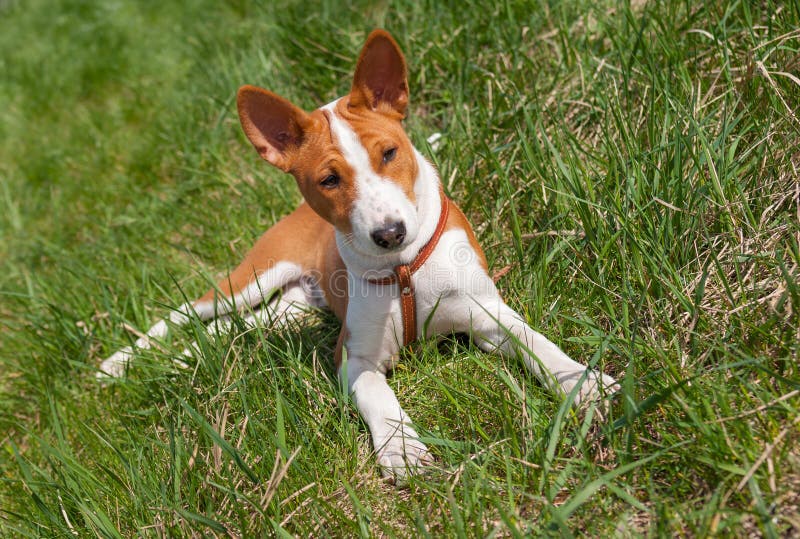 Basenji Puppy Laying Grass Stock Photos - Free & Royalty-Free Stock ...