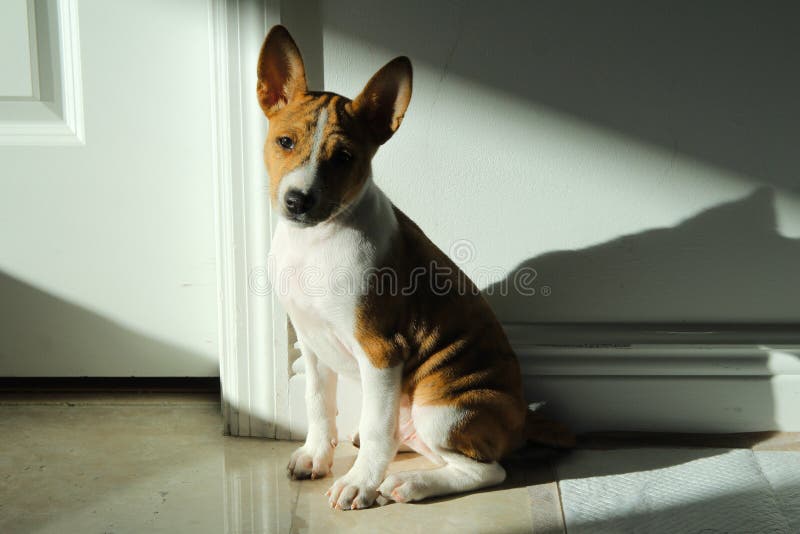 Basenji puppy stock image. Image of puppy, white, adorable - 87630051