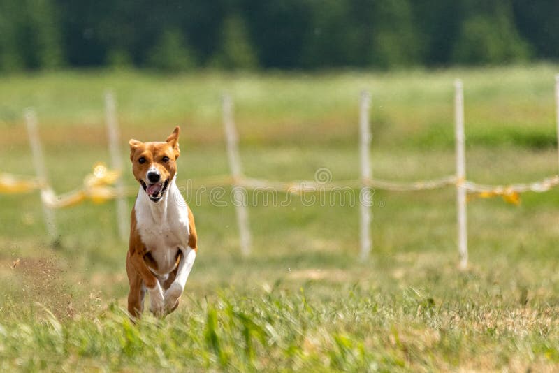 Basenji Running Full Speed at Lure Coursing Sport Stock Photo - Image ...